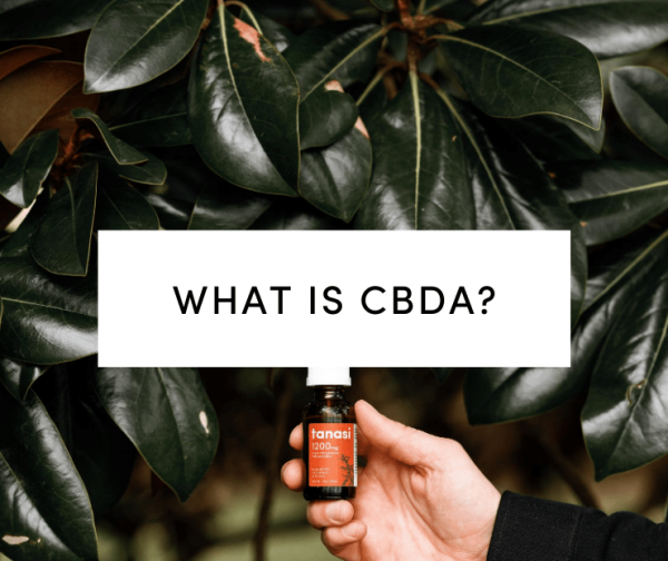 What is CBDa and How Does It Help | CBDa Benefits