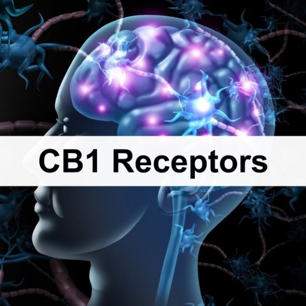 CB1 and CB2 Receptors: The Locks That Cannabinoid Keys Open