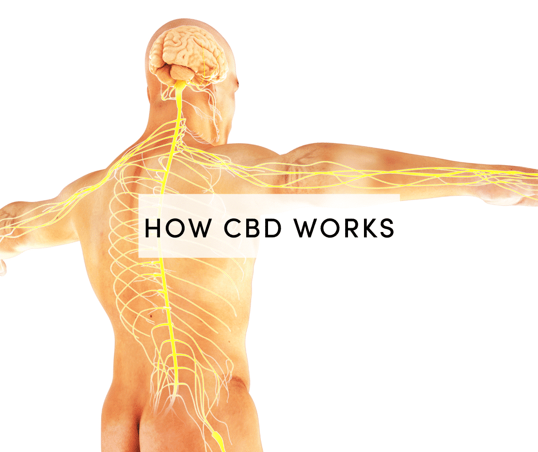 CBD Effects on the Bladder: What Do You Need to Know?